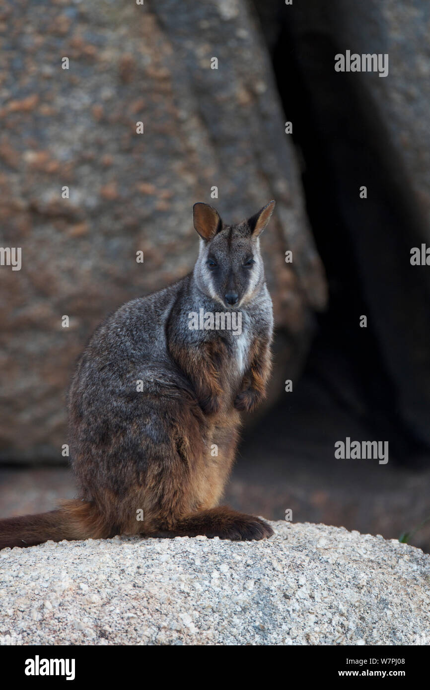 Brush-tailed Rock-wallaby (Petrogale penicillata) Mt Rothwell, Victoria ...