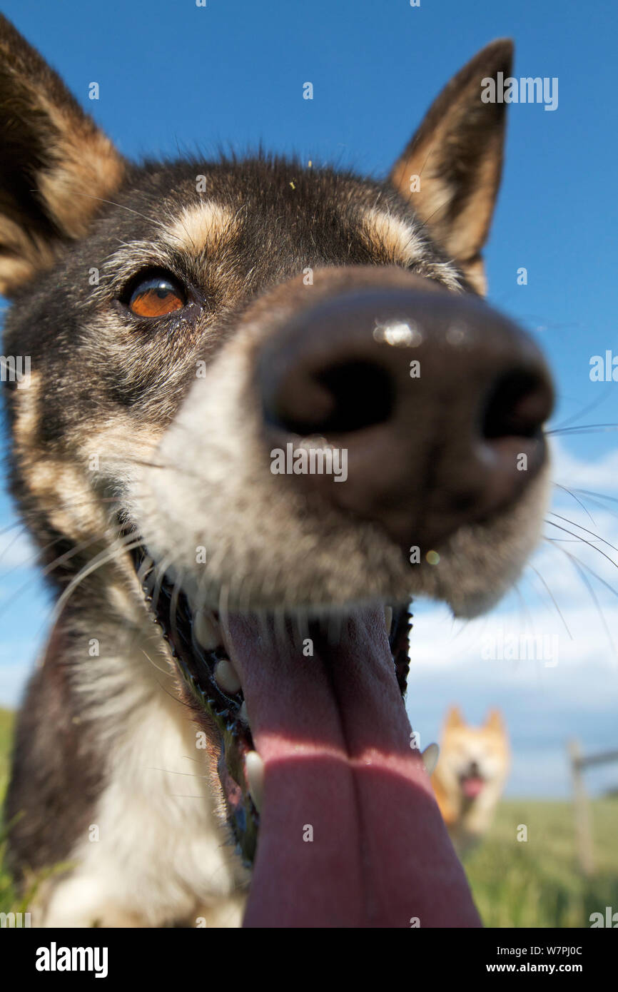 Dingo (Canis lupus dingo) close up, Canberra, New South Wales ...