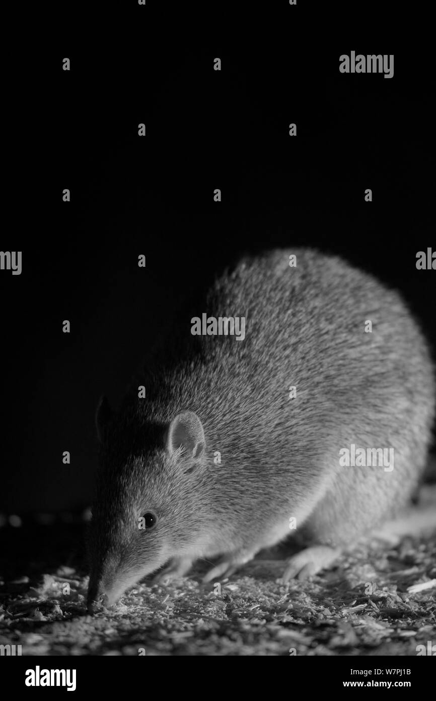 Southern Brown Bandicoot (Isoodon obesulus) at night, taken with infra ...