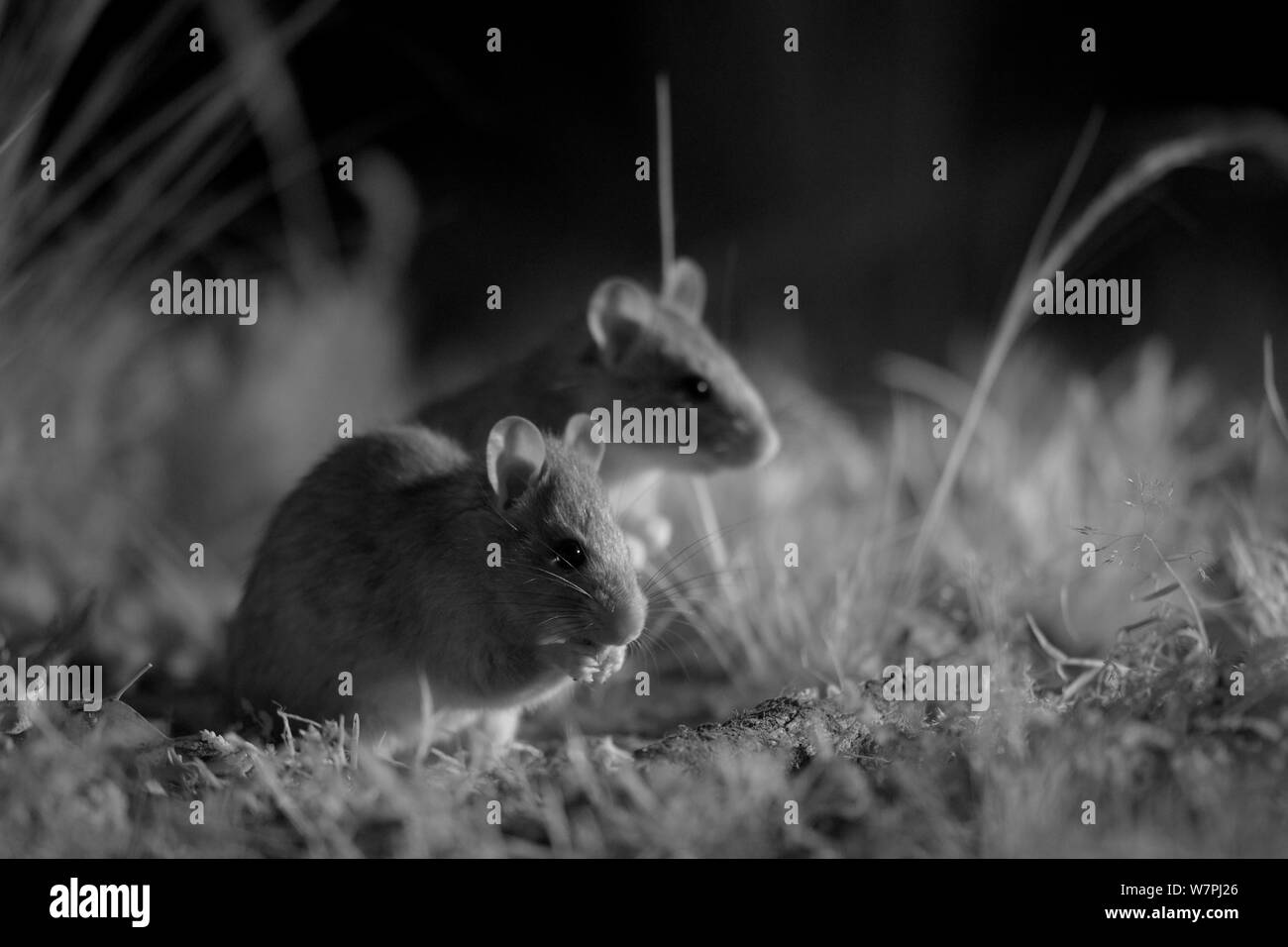 Smoky mice (Pseudomys fumeus) feeding, at night, taken with infra red ...