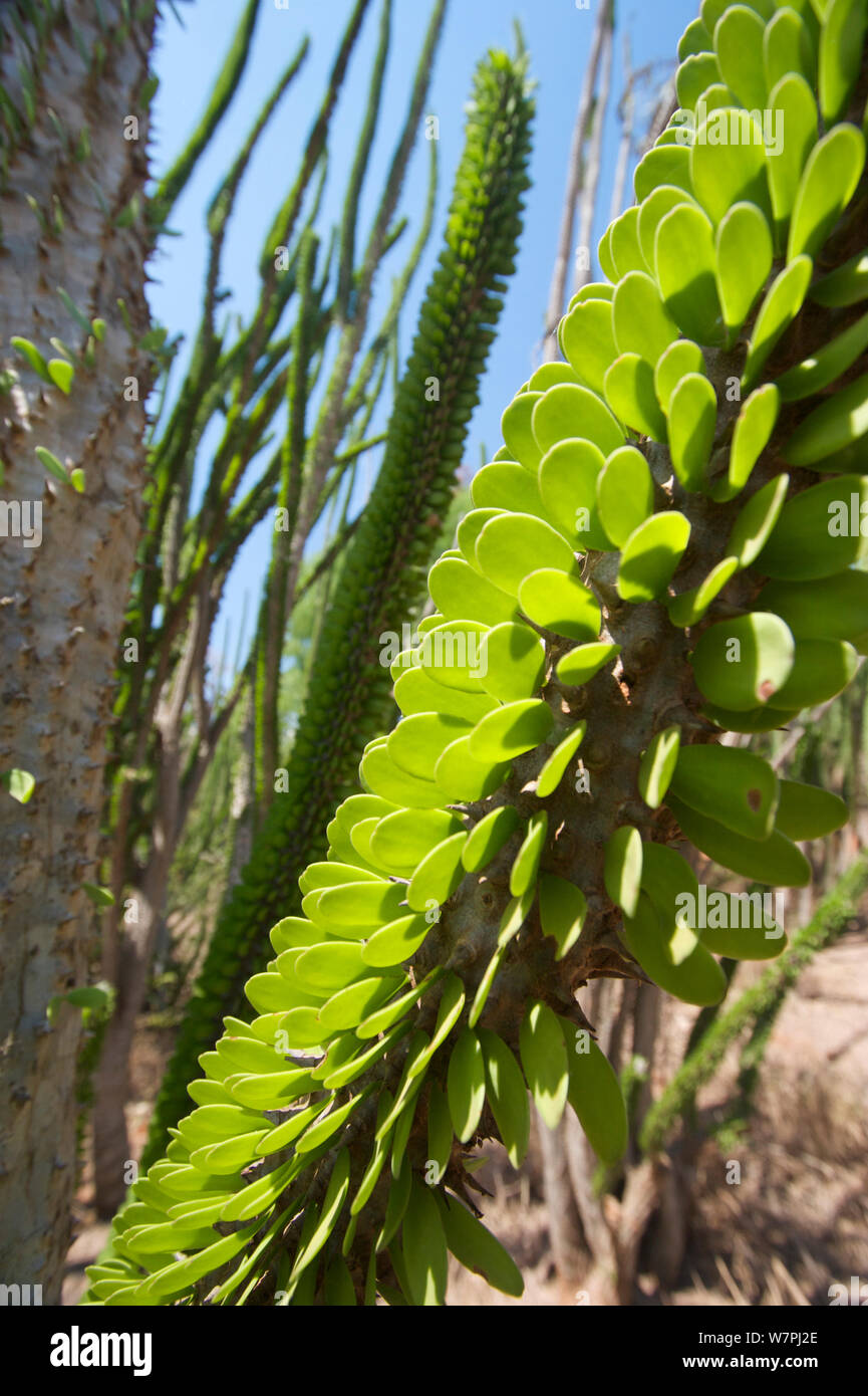 Spiny forest alluaudia procera didiereaceae hi-res stock photography ...