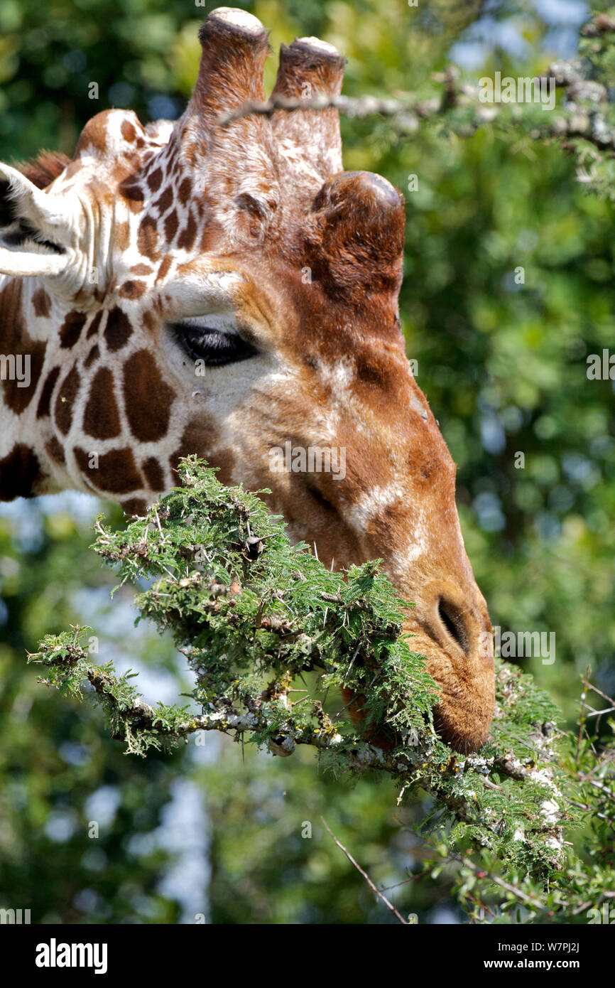 Reticulated Giraffe (Giraffa camelopardalis reticulata) close up eating ...