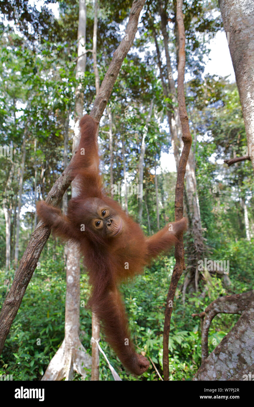 Orangutan (Pongo pygmaeus) climbing in forest. Nyaru Menteng Orangutan ...