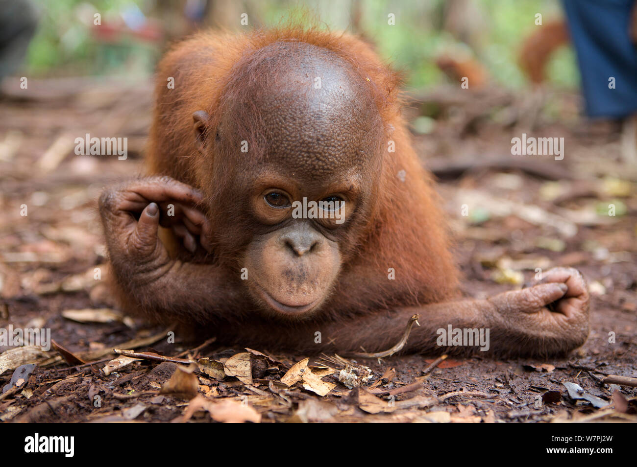 Orangutan (Pongo pygmaeus) juvenile resting on forest floor, Nyaru ...