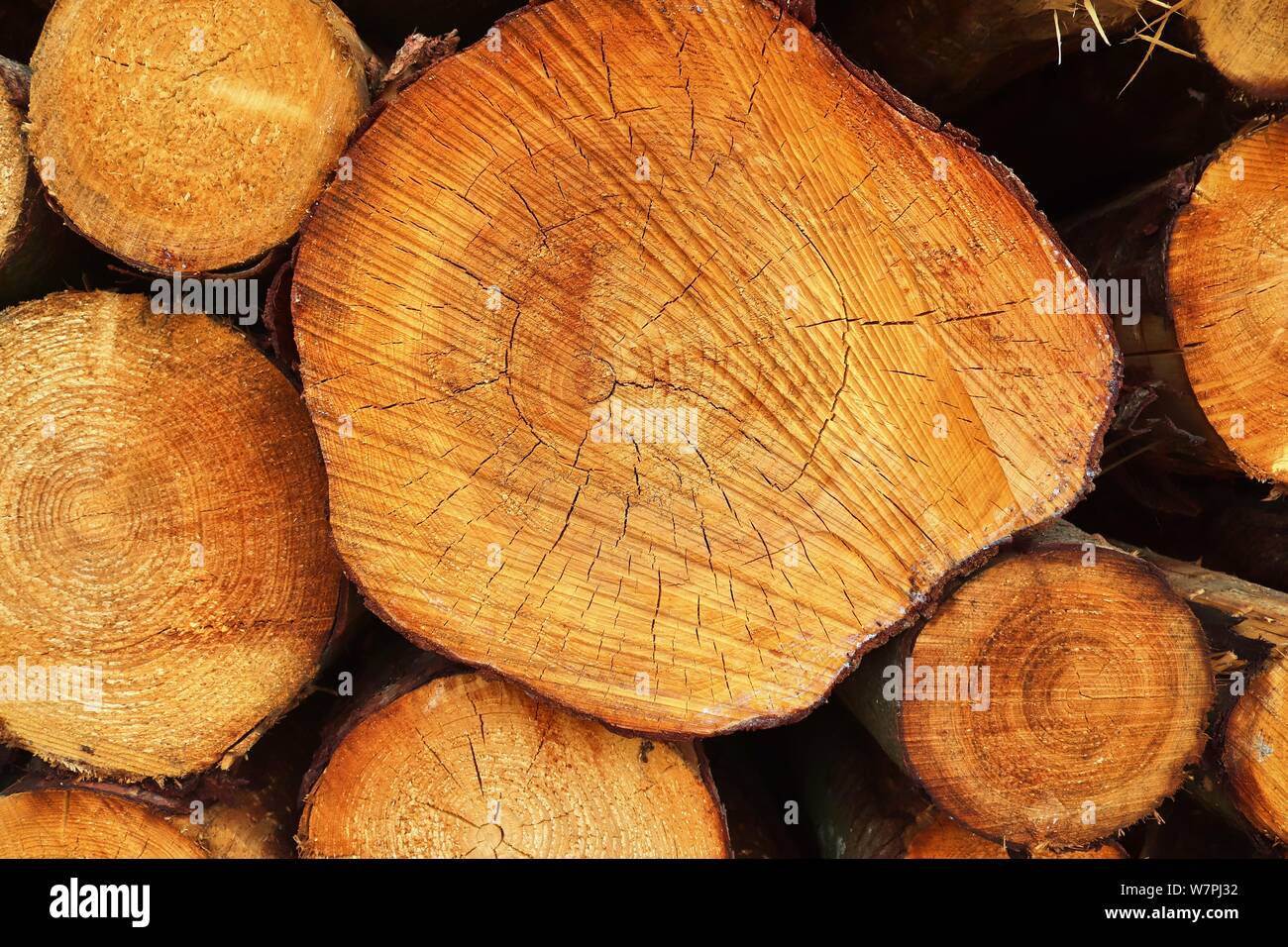 Detailed close up view on firewood and wooden logs at a forest Stock ...
