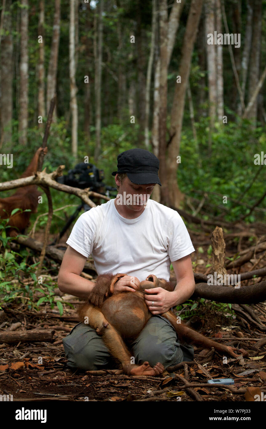 Orangutan (Pongo pygmaeus) juvenile with tourist in forest. Nyaru ...