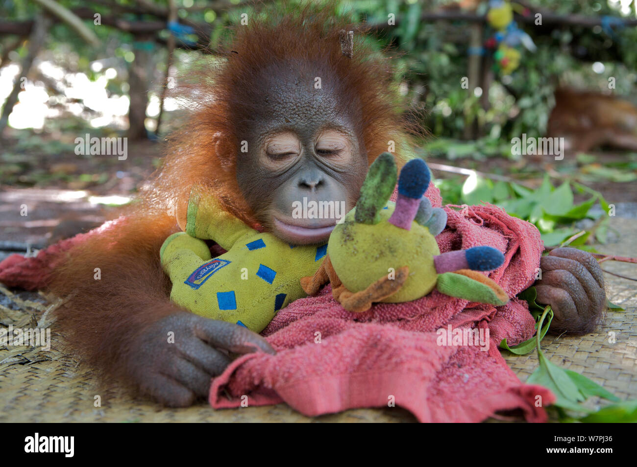Orangutan (Pongo pygmaeus) orphan juvenile in nursery, sleeping on toys ...