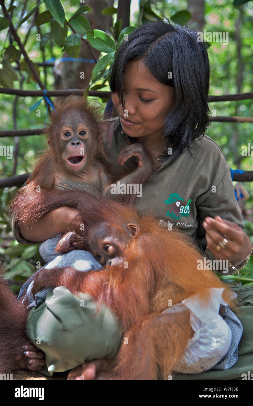 Orangutan (Pongo pygmaeus) orphan juveniles going to sleep on carer's ...
