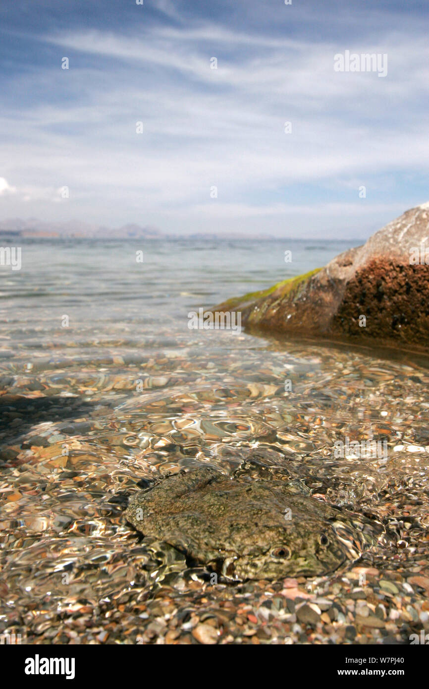 Saggy skinned frog (Telmatobius culeus) in Lake Titicaca, Andes on the ...