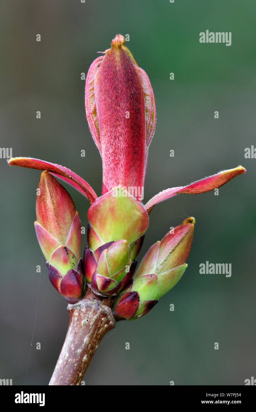 Norway Maple (Acer platanoides) buds breaking in spring. Dorset, UK ...