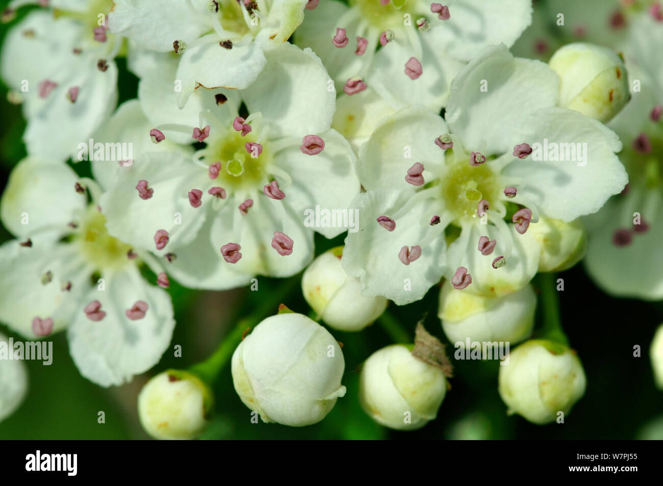 Crataegus Monogyna Flowers High Resolution Stock Photography and Images ...