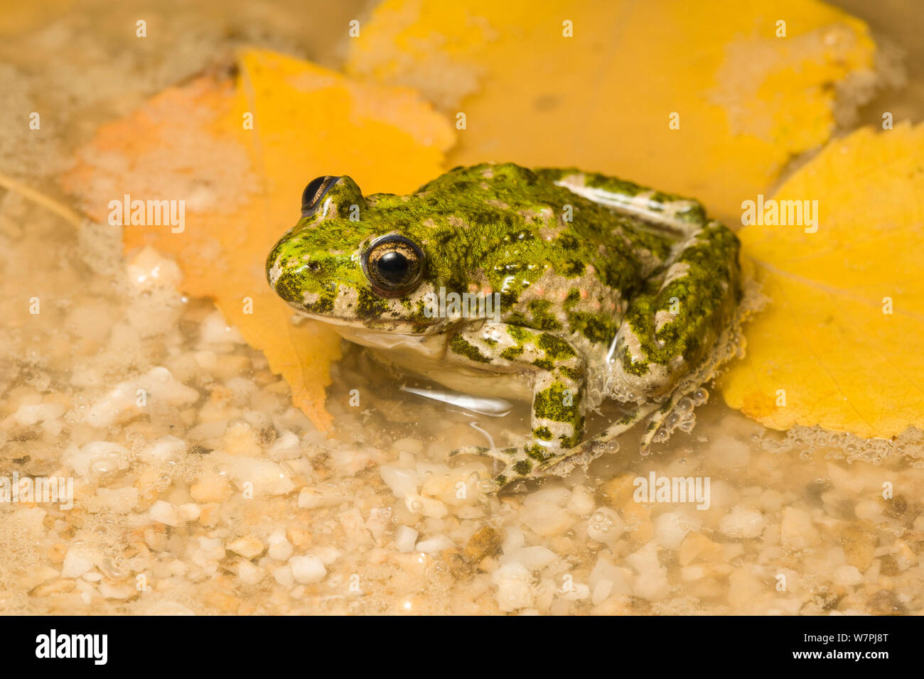 Parsley Frog (Pelodytes punctatus) Spain, October Stock Photo - Alamy