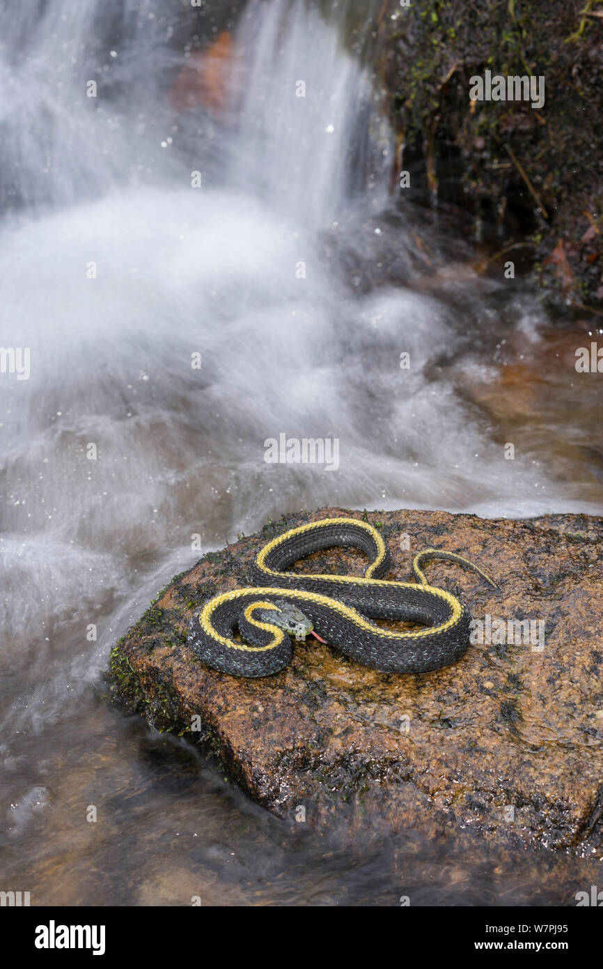 Vertical snake snakes hi-res stock photography and images - Alamy