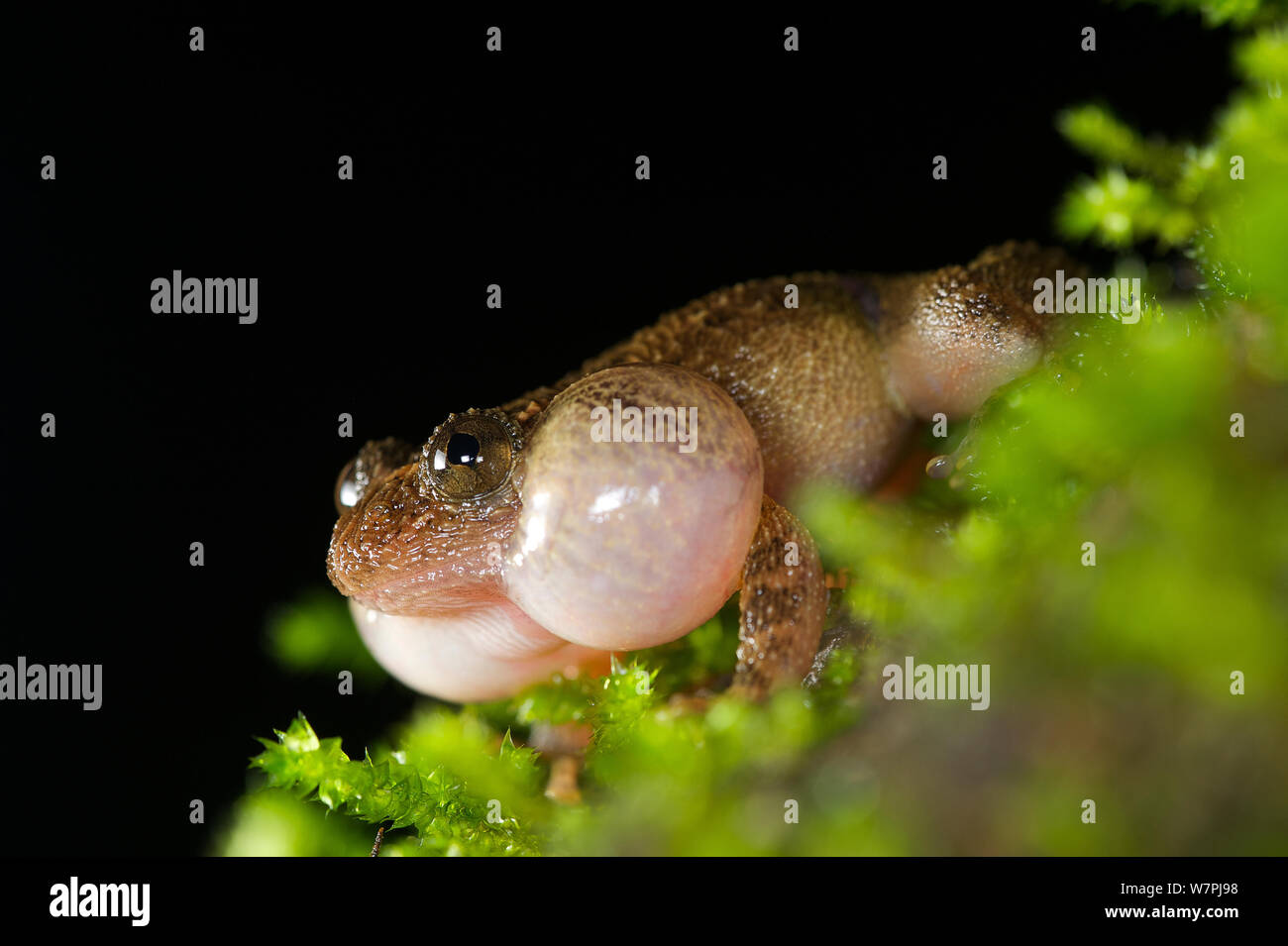 Male Humayun's Wrinkled Frog (Nyctibatrachus humayuni) calling. Western ...