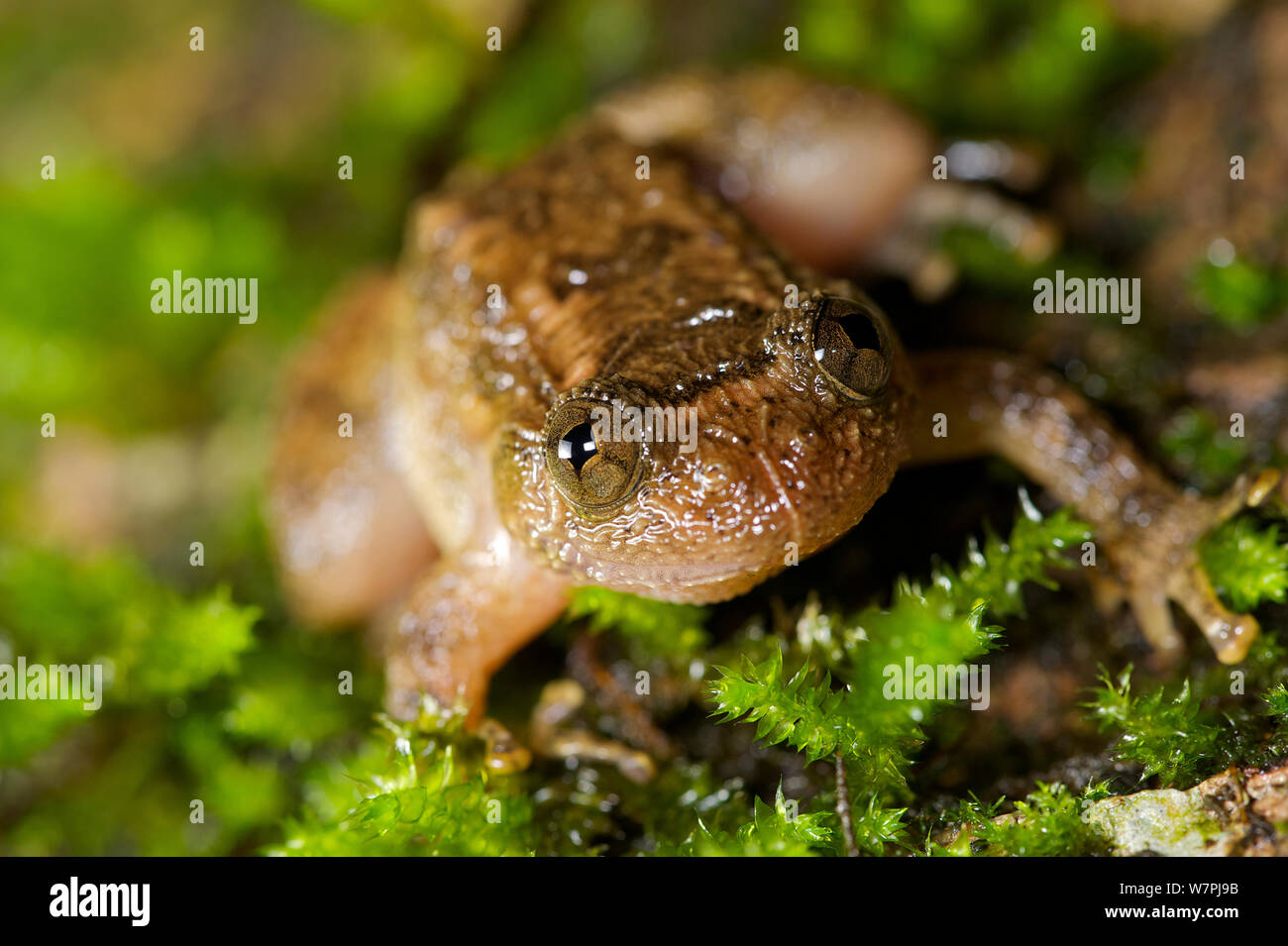 Humayuns wrinkled frog hi-res stock photography and images - Alamy