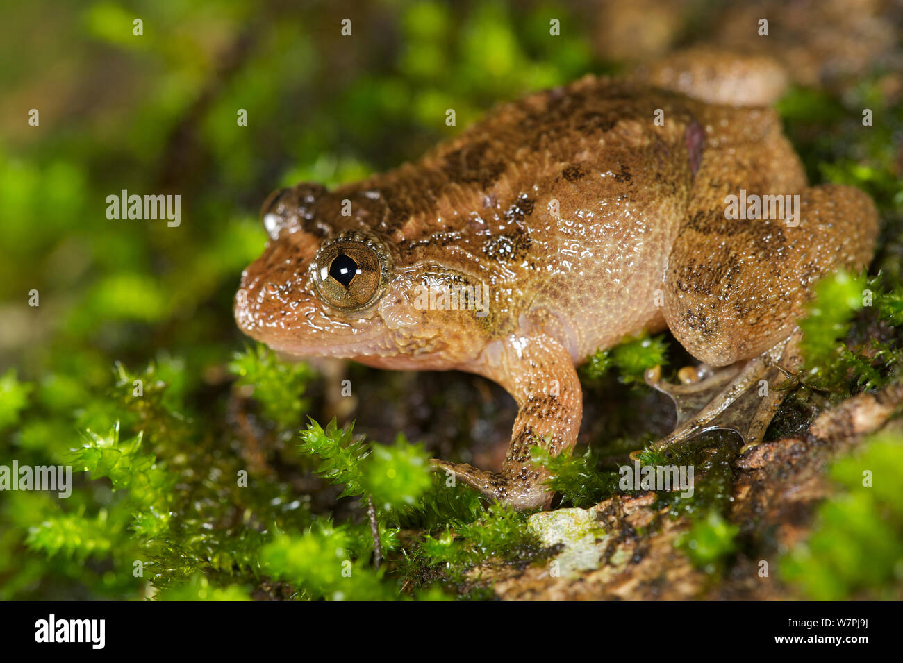 Humayun's Wrinkled Frog (Nyctibatrachus humayuni). Western Ghats, India ...