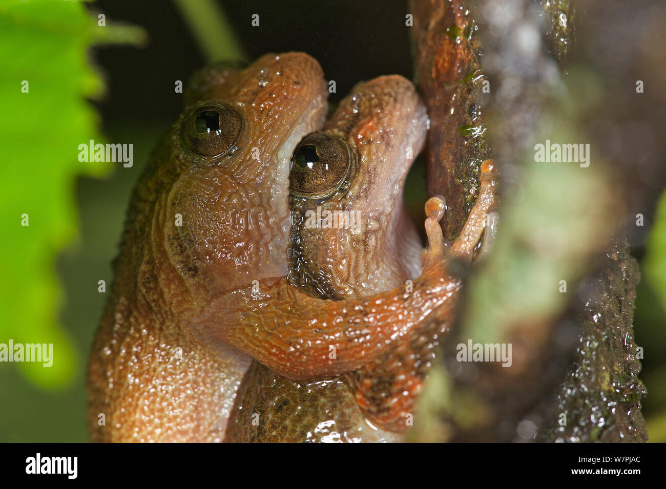 Pair of Humayun's Wrinkled Frog (Nyctibatrachus humayuni) in amplexus ...