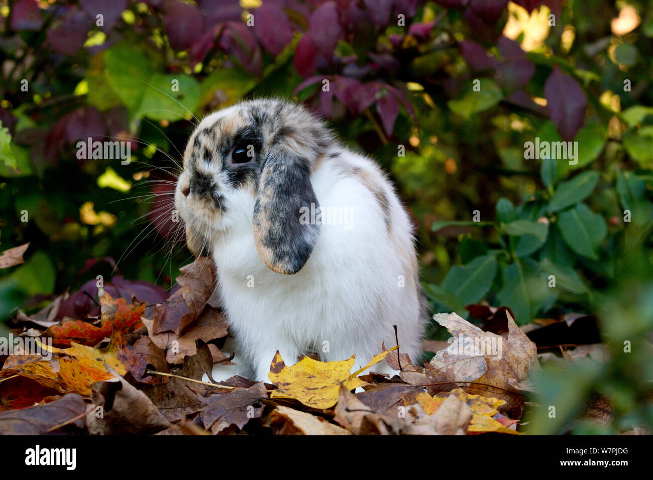 Juvenile rabbits hi-res stock photography and images - Alamy