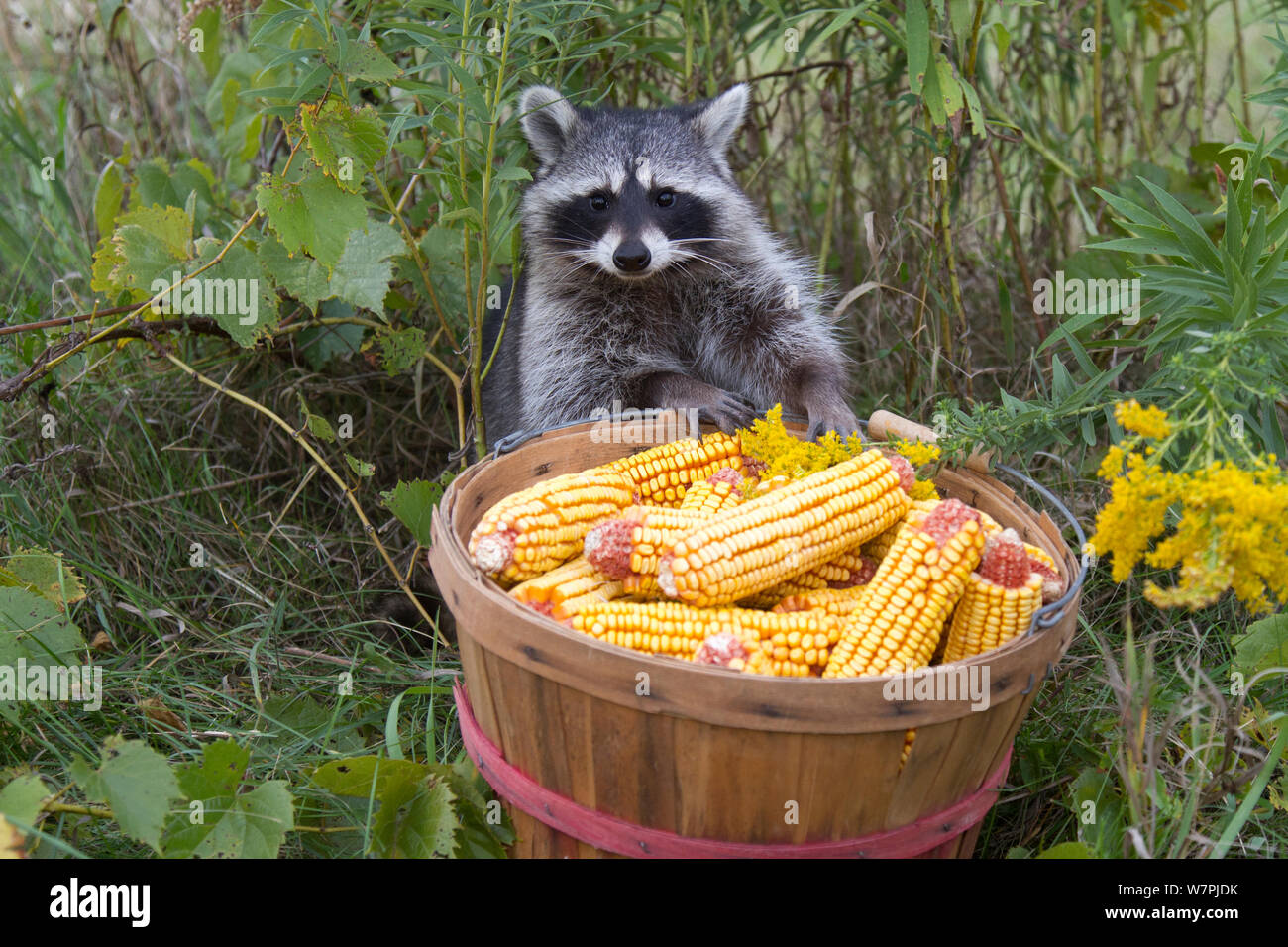 Raccoon (Procyon lotor) investigating ears of corn; Illinois, USA Stock ...