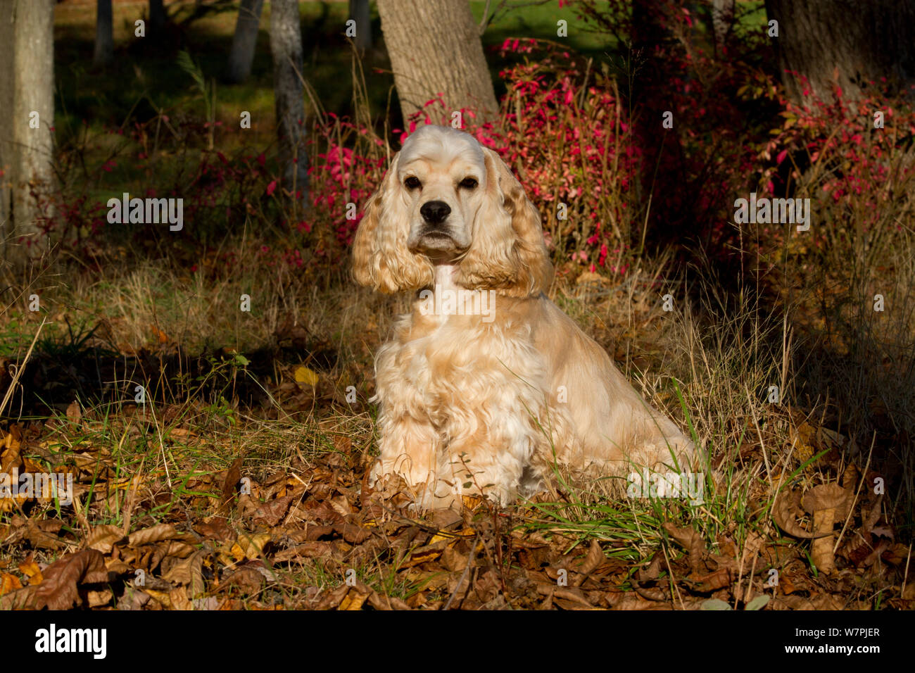 Cocker Spaniel (American show type) in autumn; Pomfret, Connecticut ...