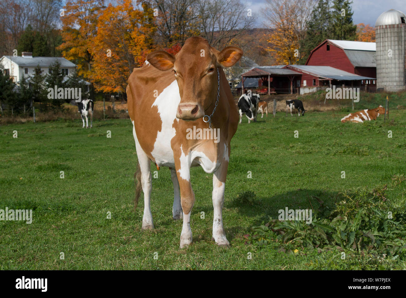 Guernsey cattle usa hi-res stock photography and images - Alamy