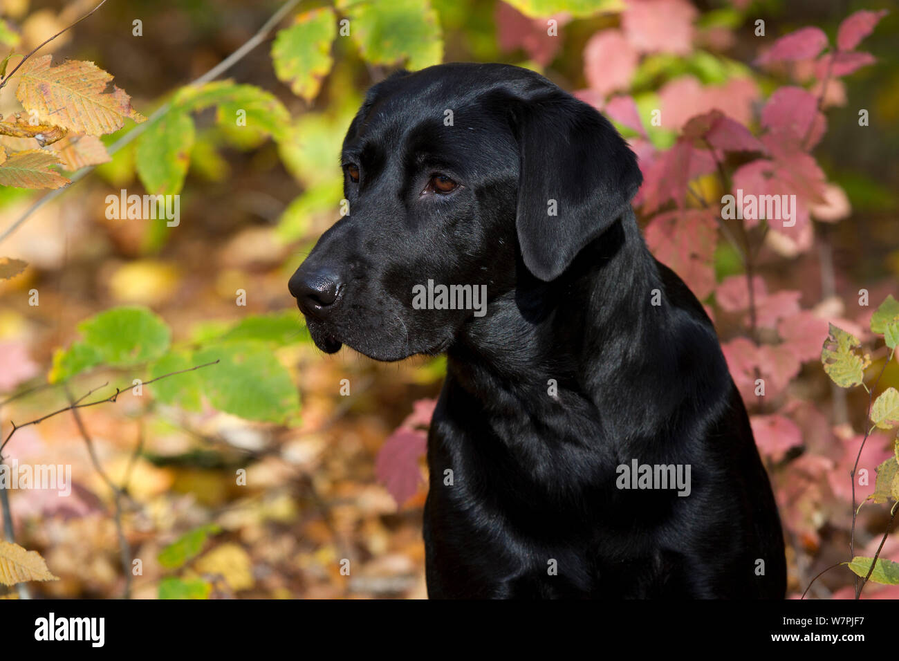 Black Labrador Retriever against autumn foliage; Connecticut, USA Stock ...