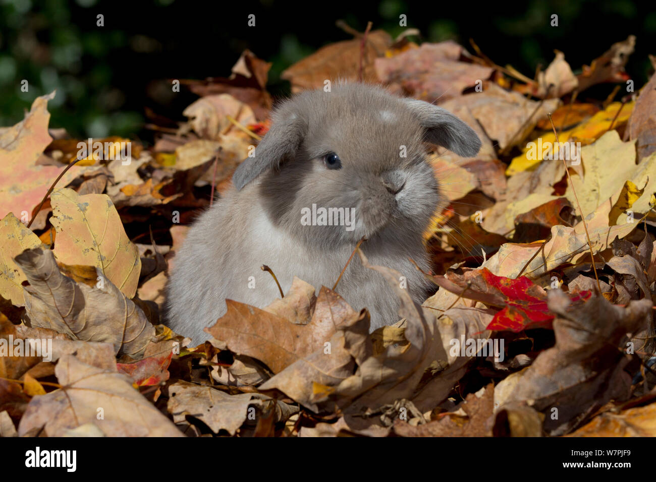 Connecticut rabbit hi-res stock photography and images - Alamy