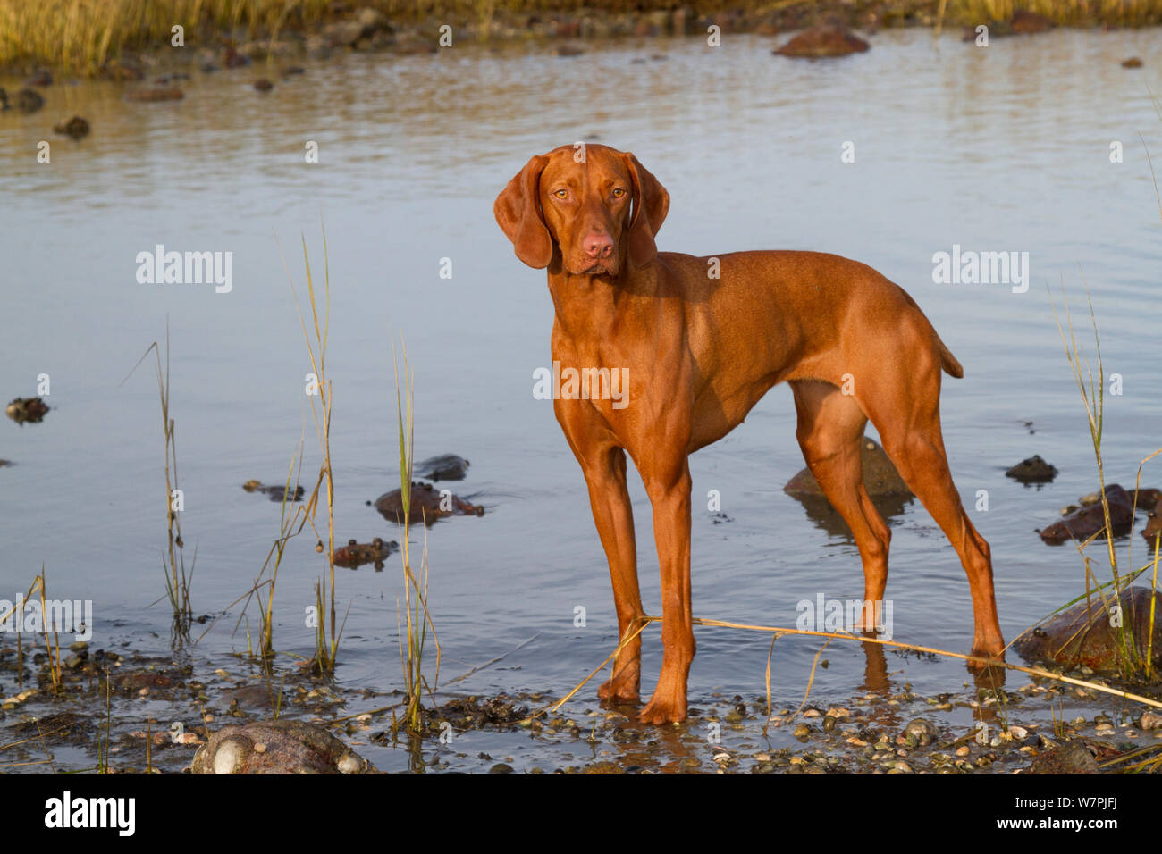 Vizsla standing in saltmarsh pond, Madison, Connecticut, USA Stock ...