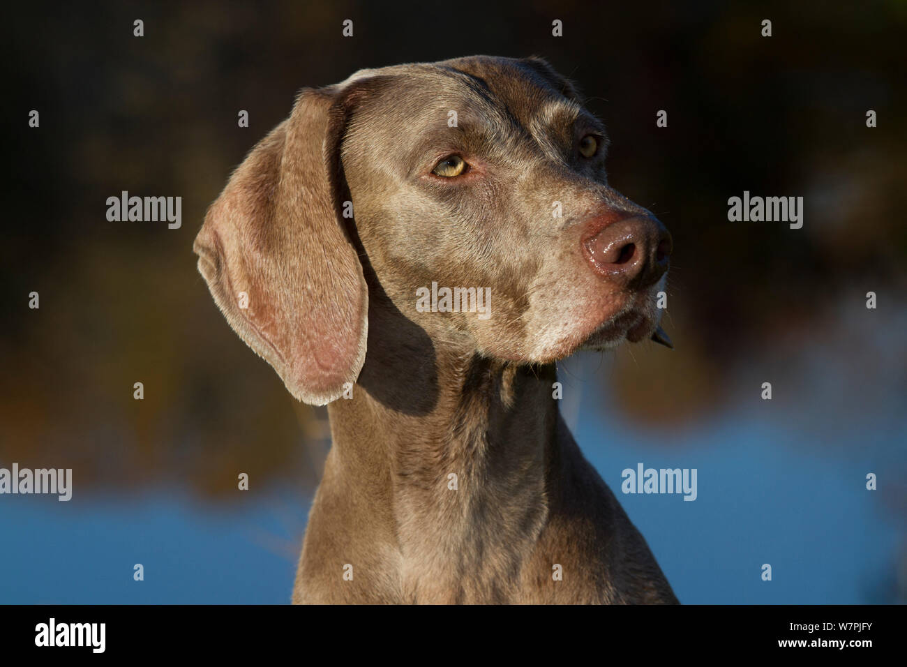 Weimaraner profile hi-res stock photography and images - Alamy
