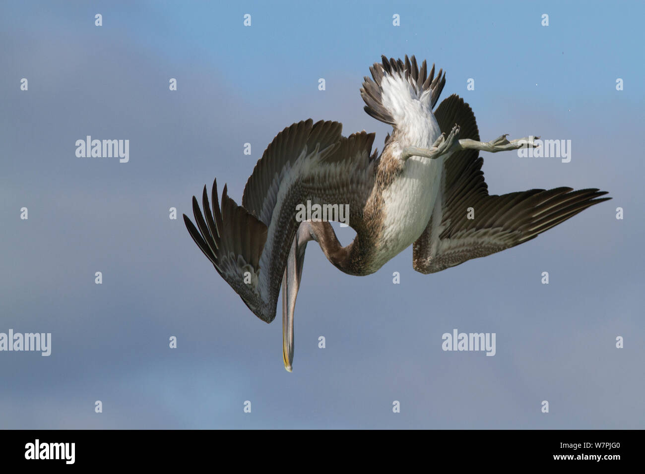 Eastern Brown Pelican (Pelecanus occidentalis) sub-adult, launching ...