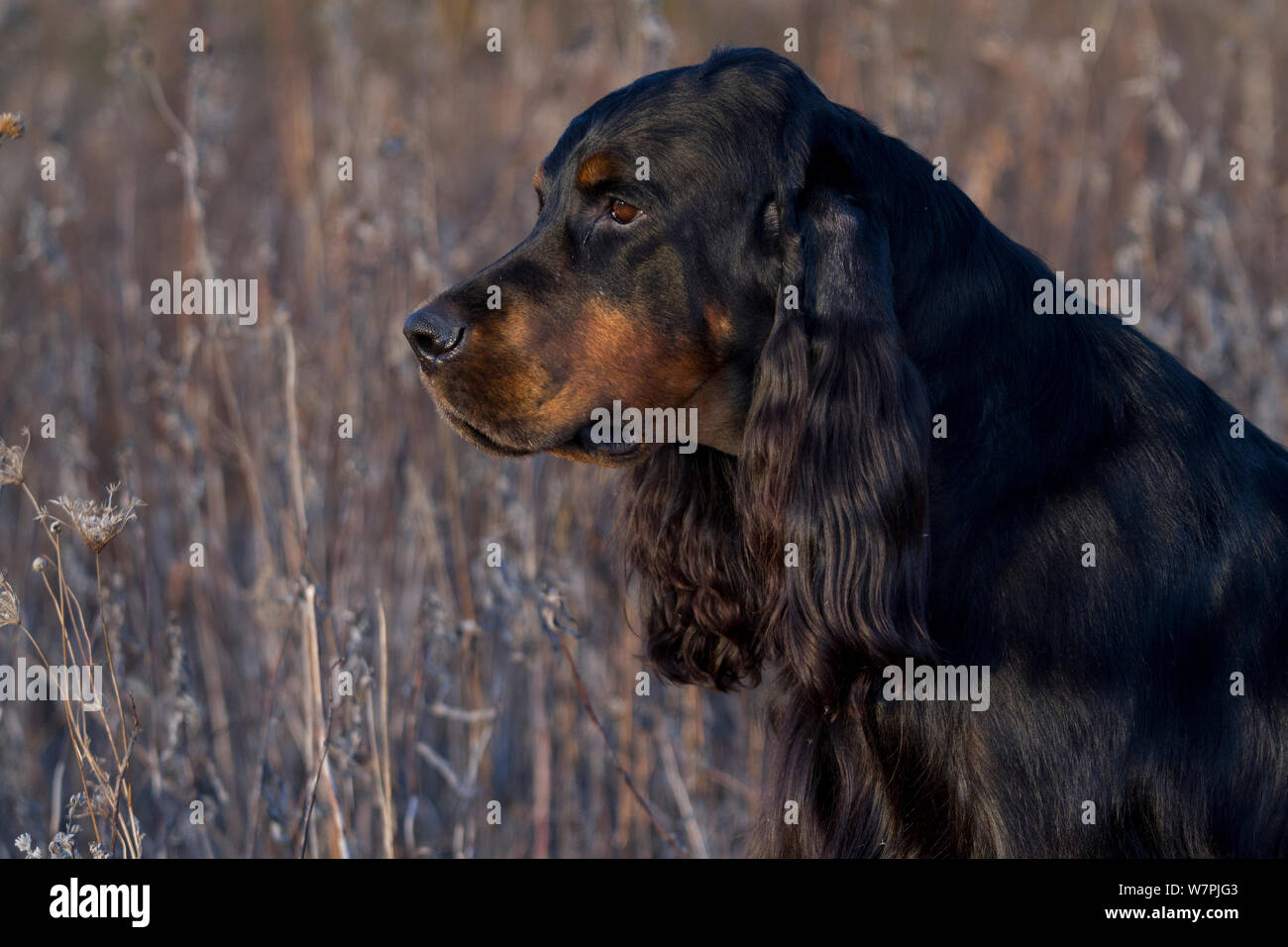 Setter portraits hi-res stock photography and images - Alamy