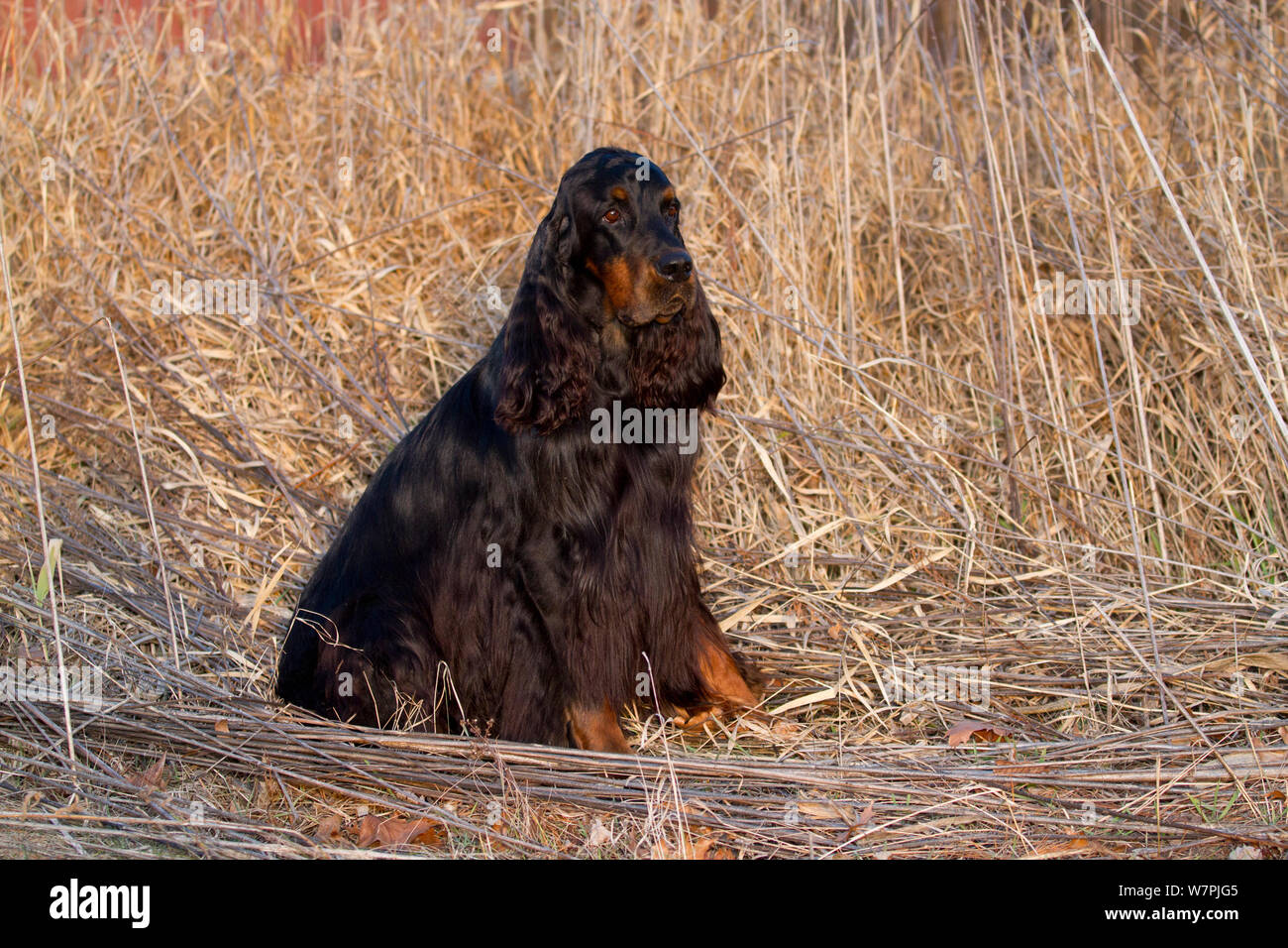 Setter portraits hi-res stock photography and images - Alamy