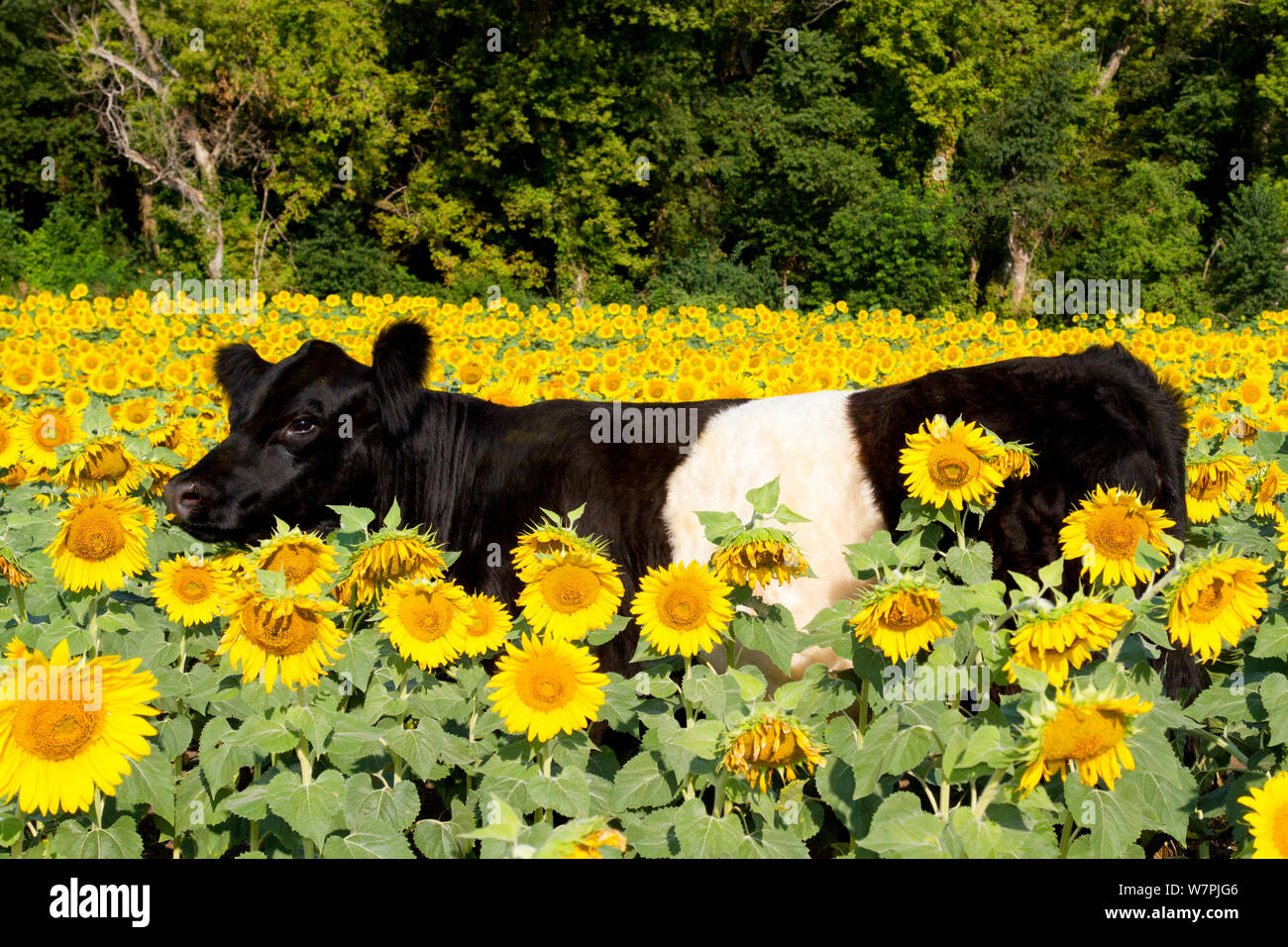 Cattle and sunflowers hi-res stock photography and images - Alamy