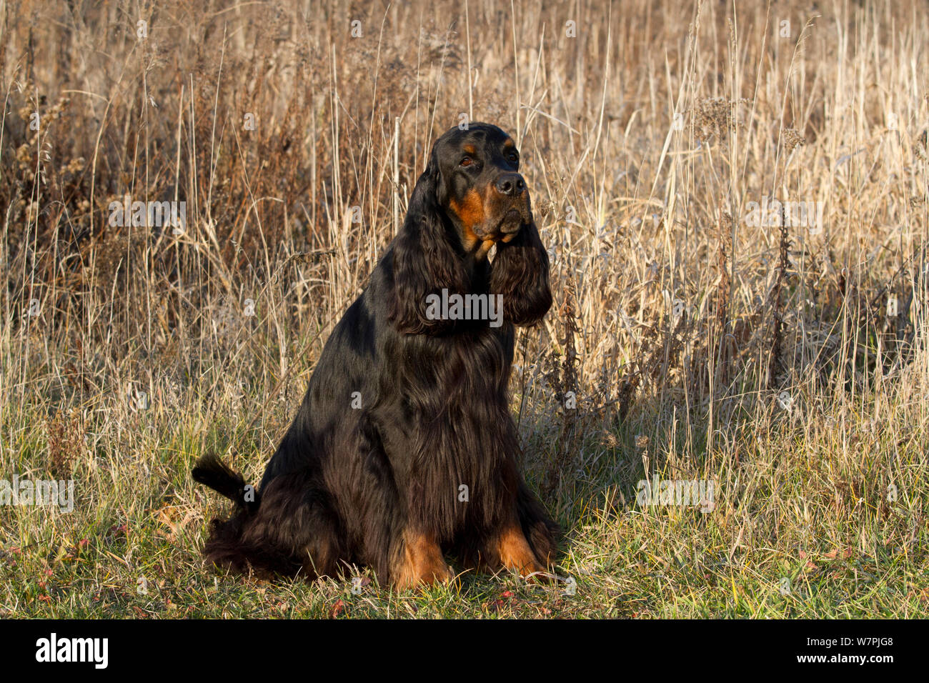 Gordon Setter, adult male, sitting in field. Illinois, USA Stock Photo ...