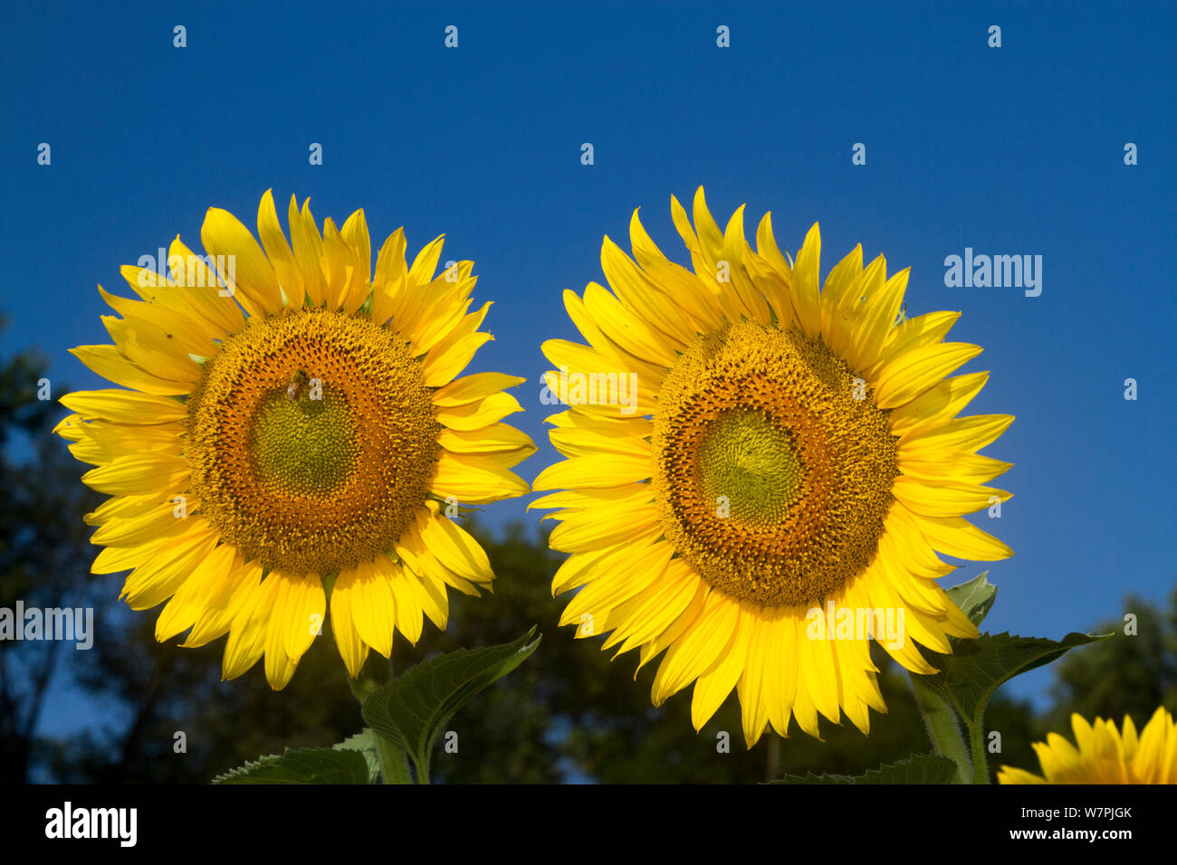 Giant Sunflower (Helianthus annuus) in bloom; Pecatonica, Illinois, USA ...