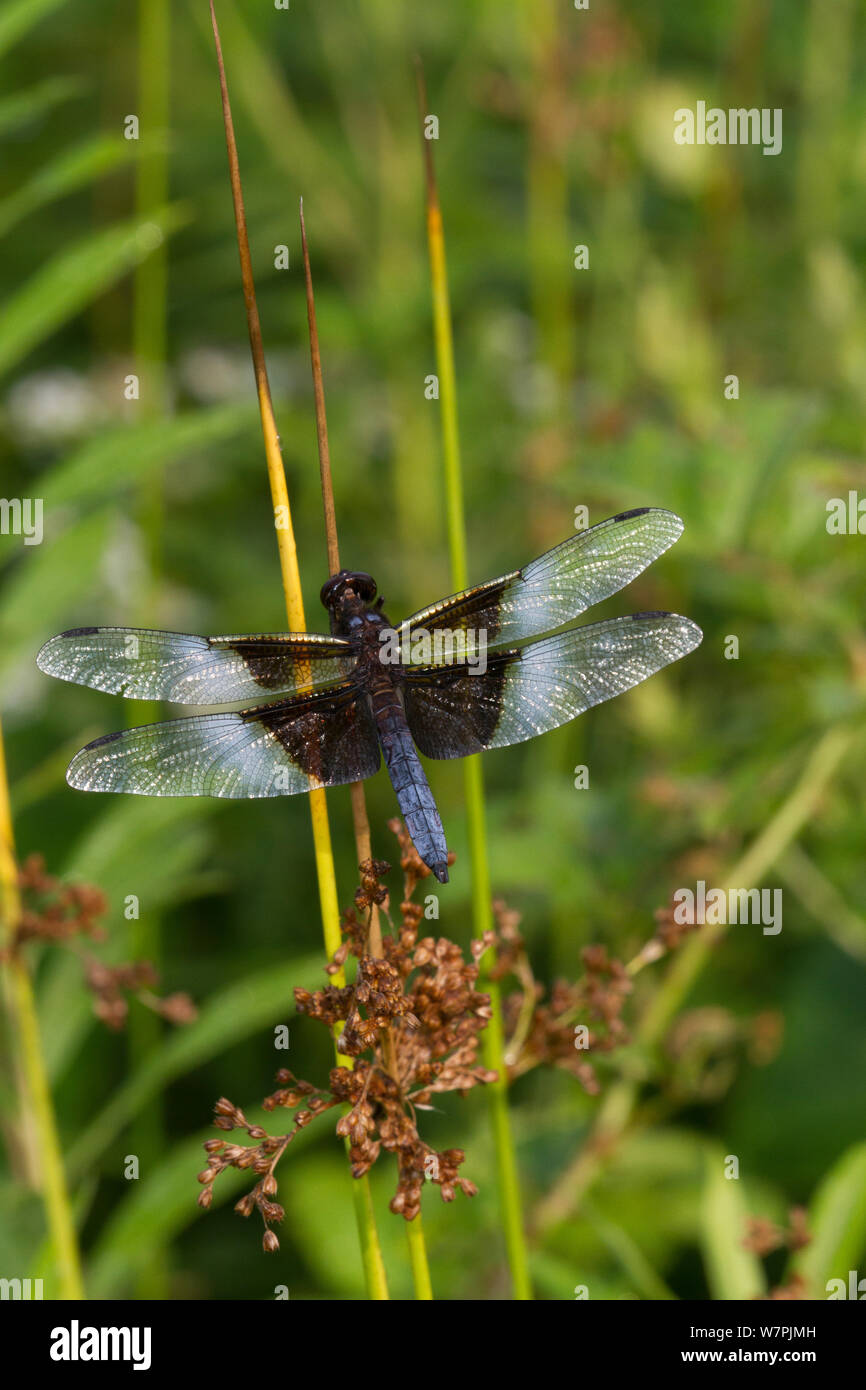 Male Widow Skimmer High Resolution Stock Photography and Images - Alamy