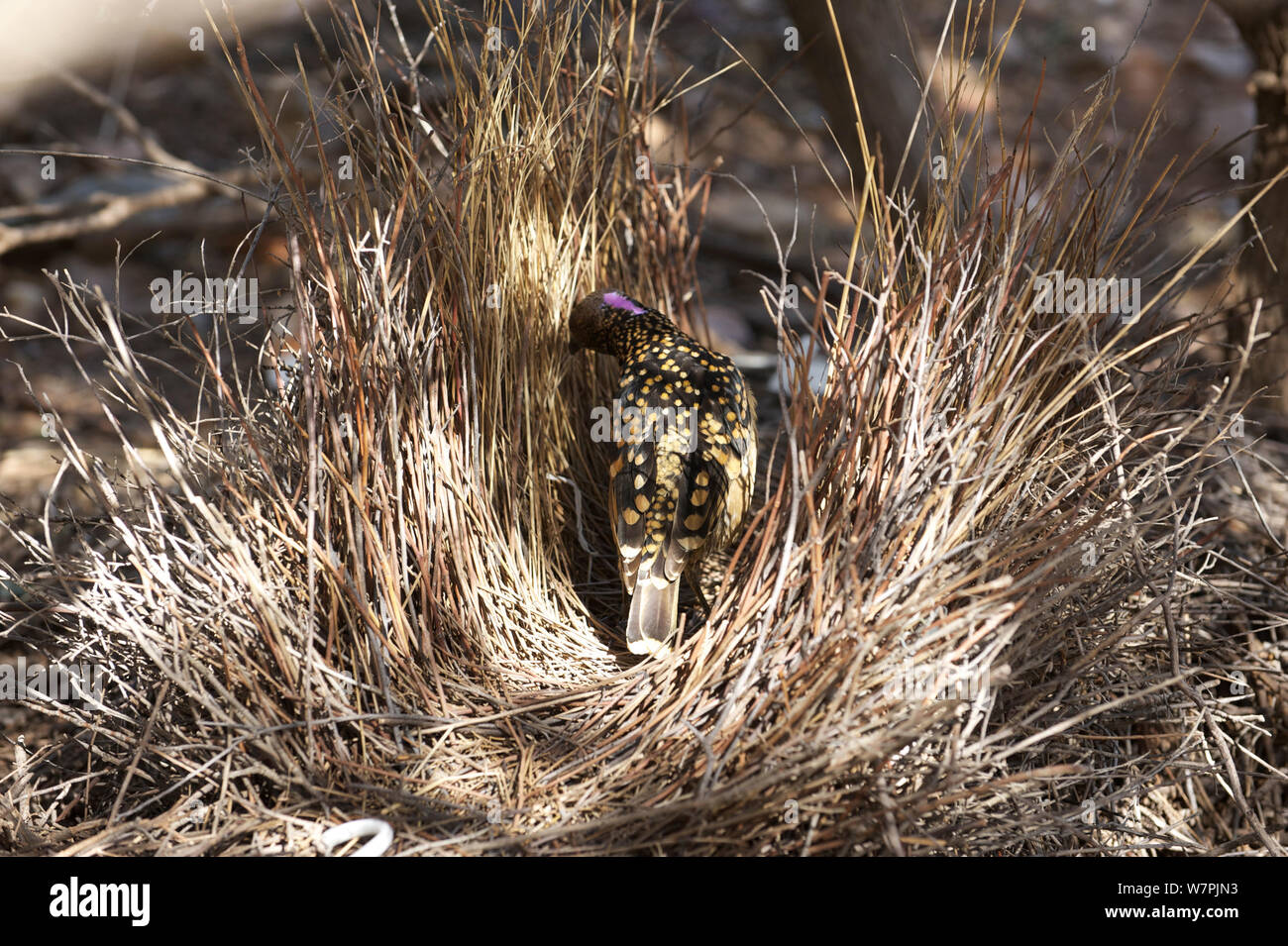 Bowerbird mating hi-res stock photography and images - Alamy
