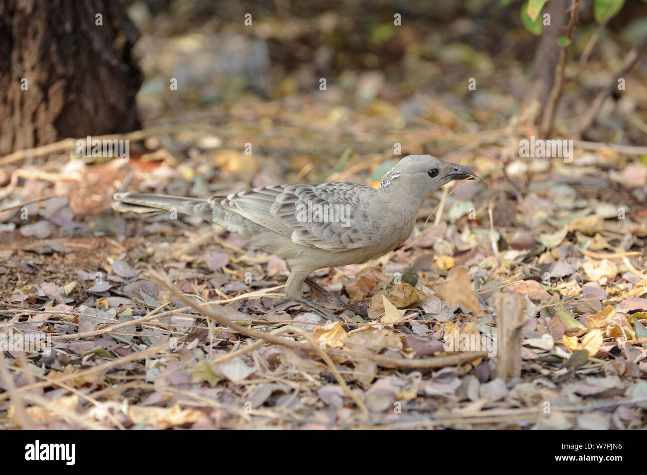 Bowerbird mating hi-res stock photography and images - Alamy