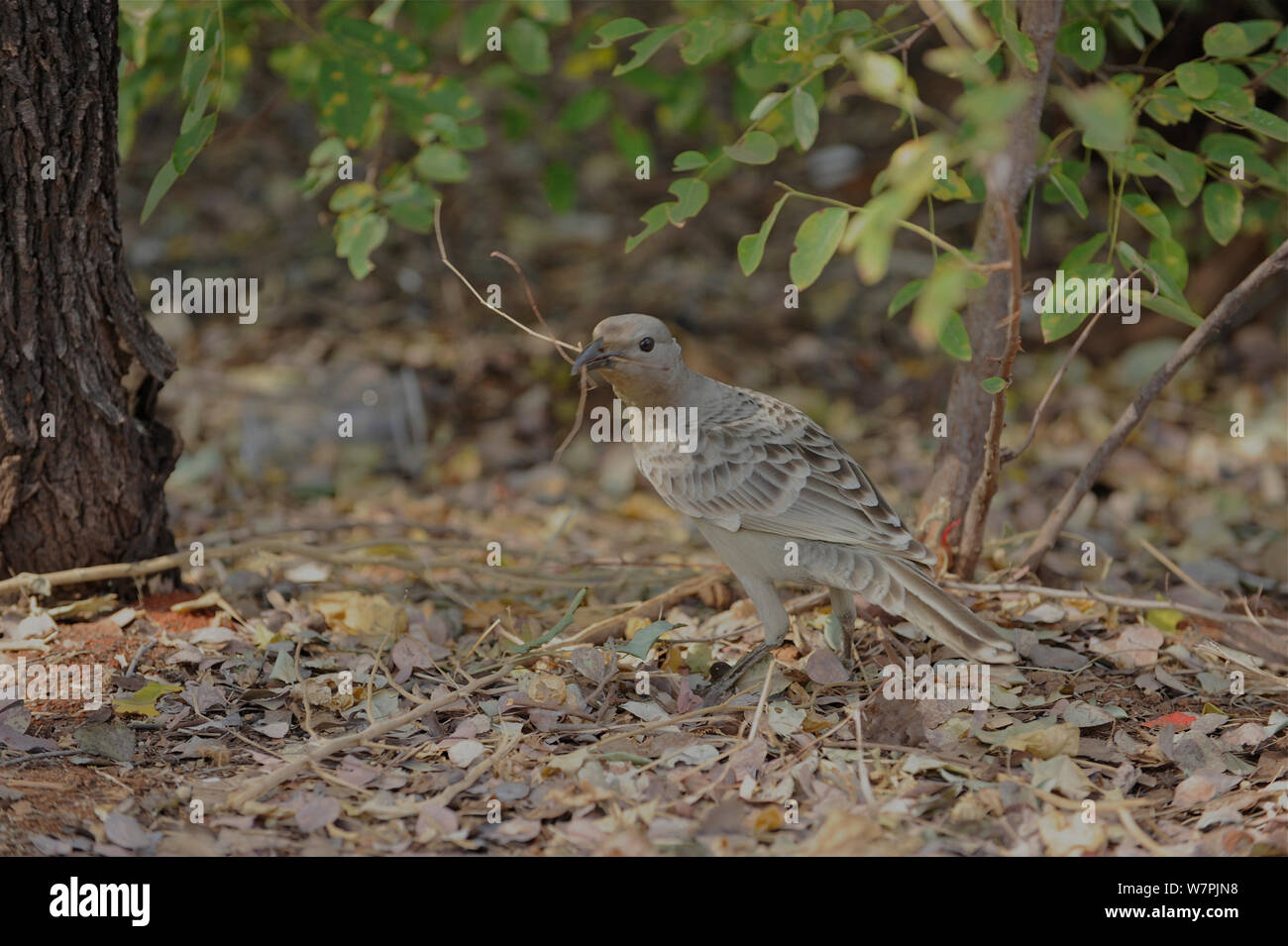 Bowerbird mating hi-res stock photography and images - Alamy