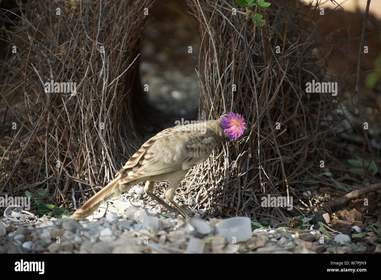 Bowerbird mating hi-res stock photography and images - Alamy