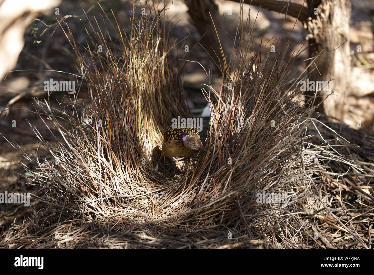 Bowerbird mating hi-res stock photography and images - Alamy