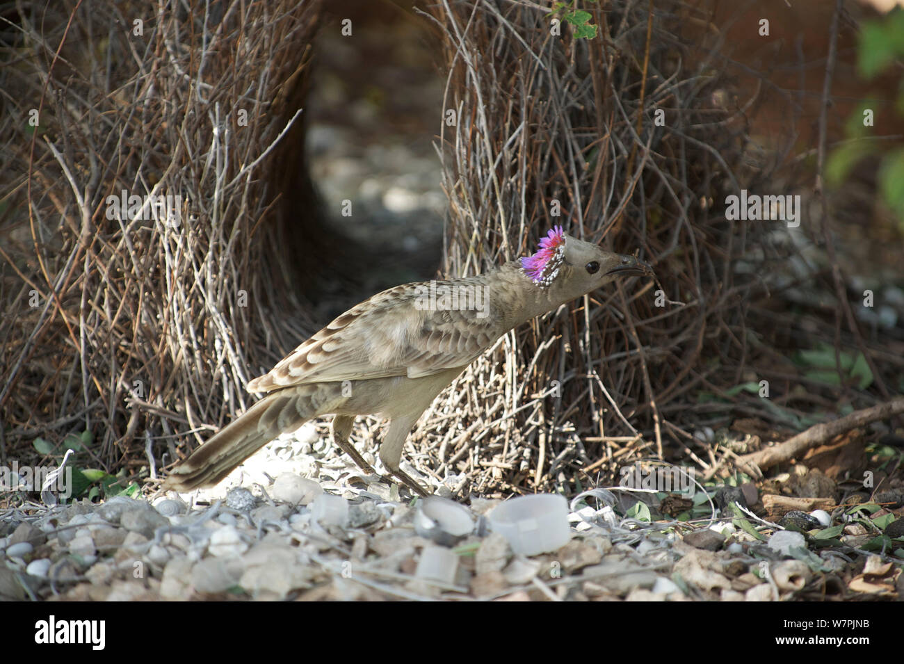 Bowerbird mating hi-res stock photography and images - Alamy