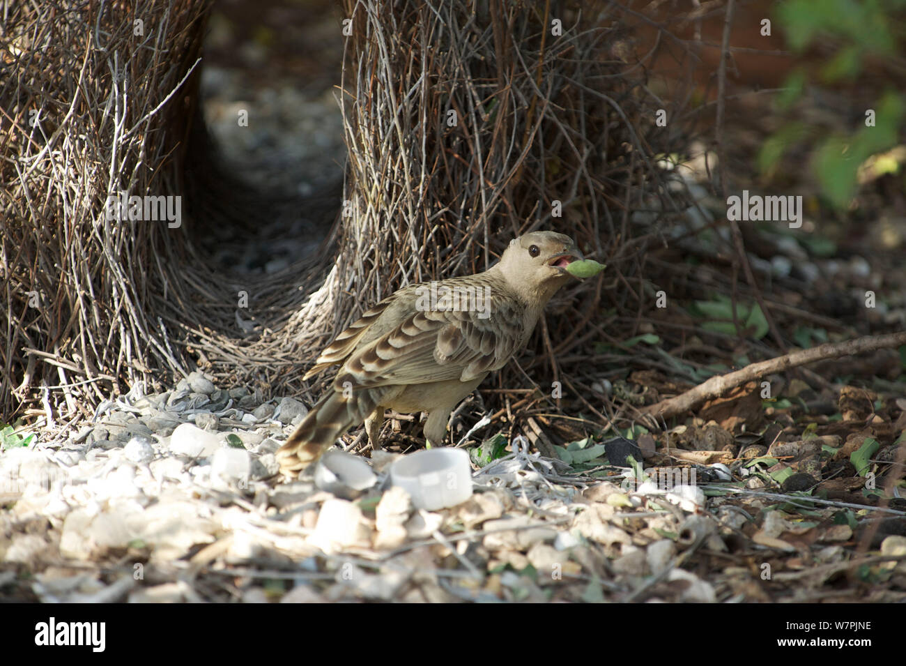 Bowerbird mating hi-res stock photography and images - Alamy