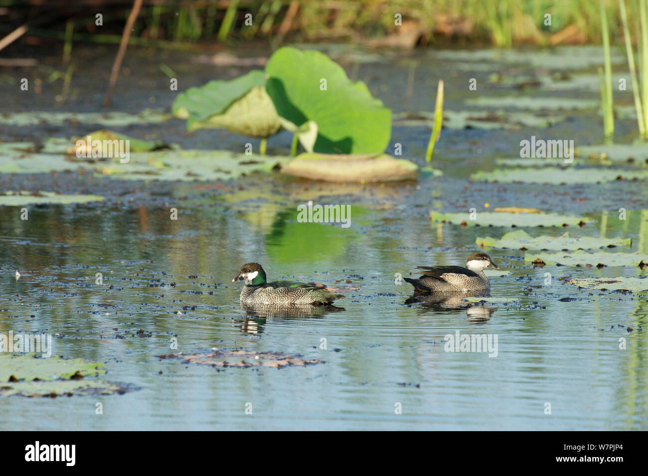 Green pygmy goose hi-res stock photography and images - Alamy