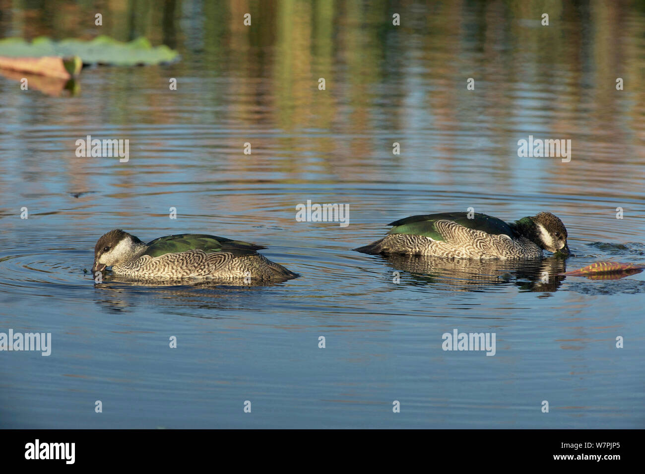 Green pygmy goose hi-res stock photography and images - Alamy