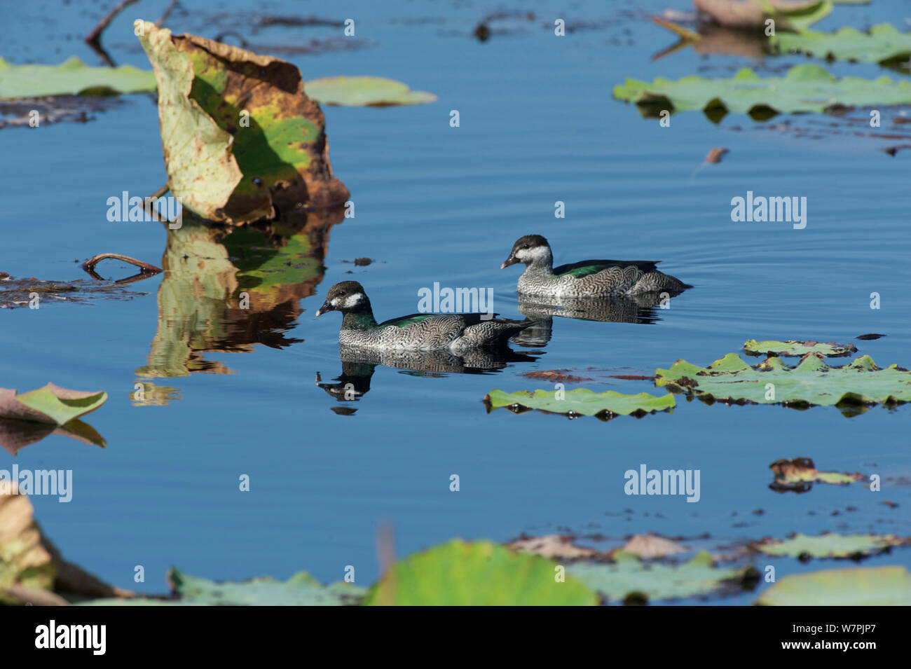 Green pygmy goose hi-res stock photography and images - Alamy