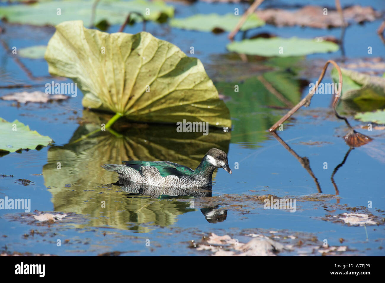 Green Pygmy Goose (Nettapus pulchellus) male swimming amongst lily pads ...