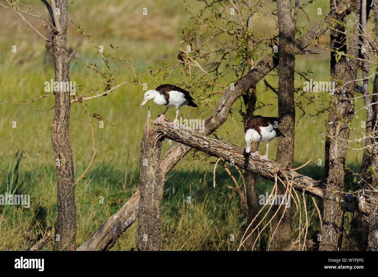 Male radjah shelduck hi-res stock photography and images - Alamy