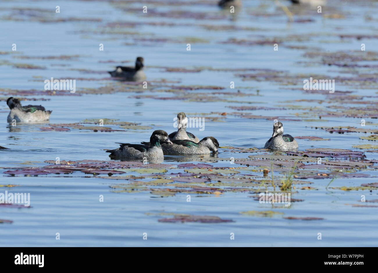 Green pygmy geese nettapus hi-res stock photography and images - Alamy
