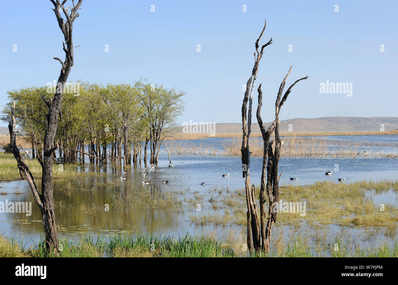 Marlgu Billabong landscape, near Wyndham, Western Australia, June 2011 ...